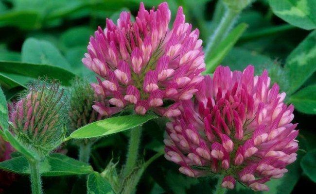 Red Clover – Krista's Herbarium