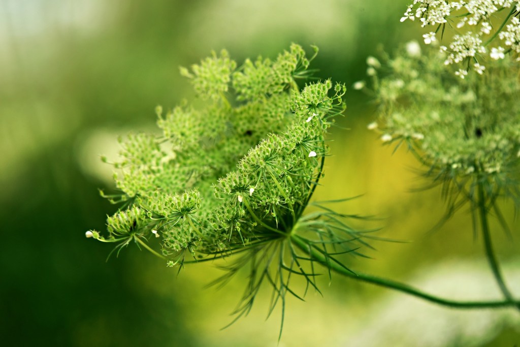 Plant Families: Apiaceae – Krista's Herbarium